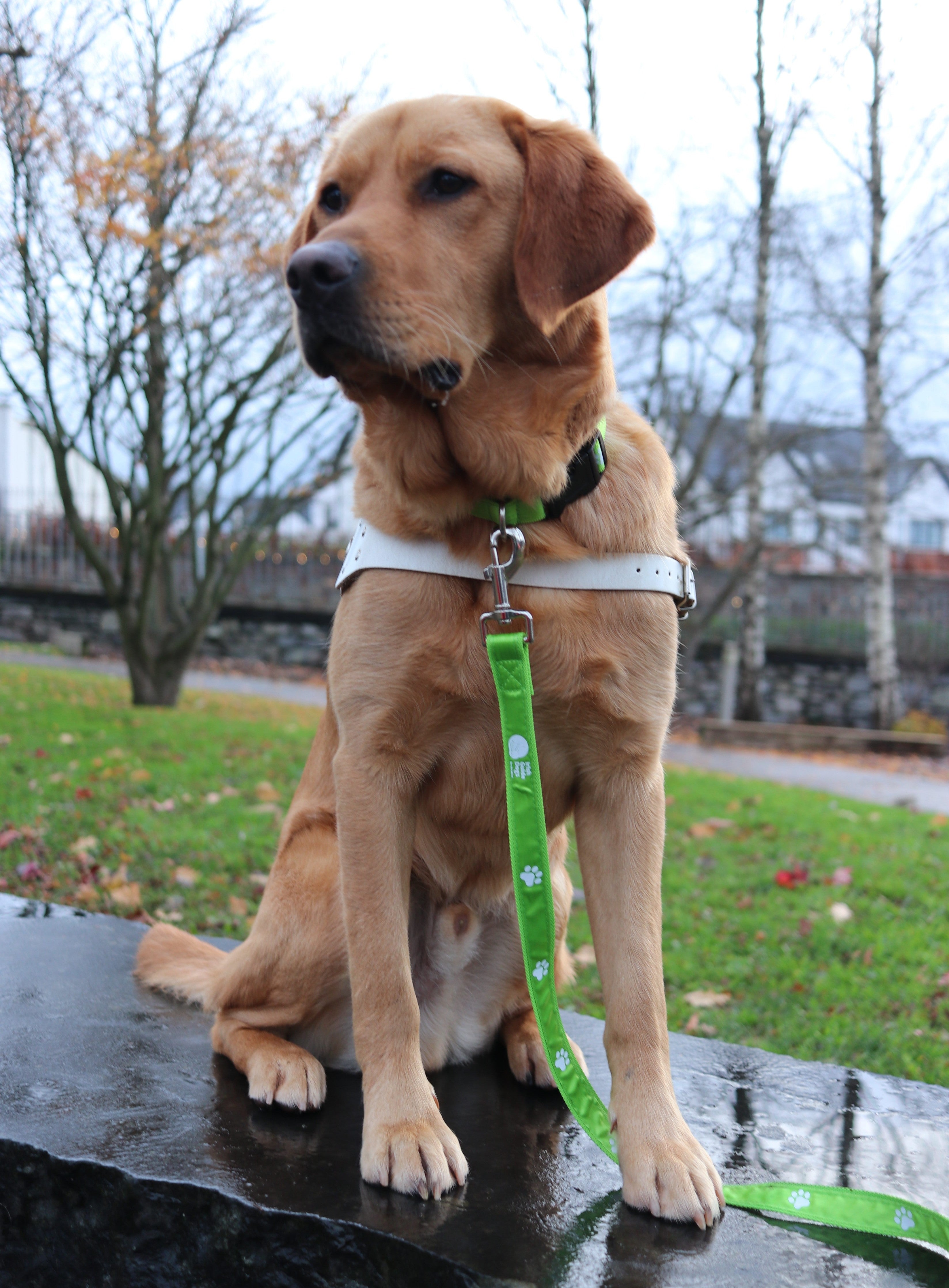 Dog Accessories – Irish Guide Dogs for the Blind